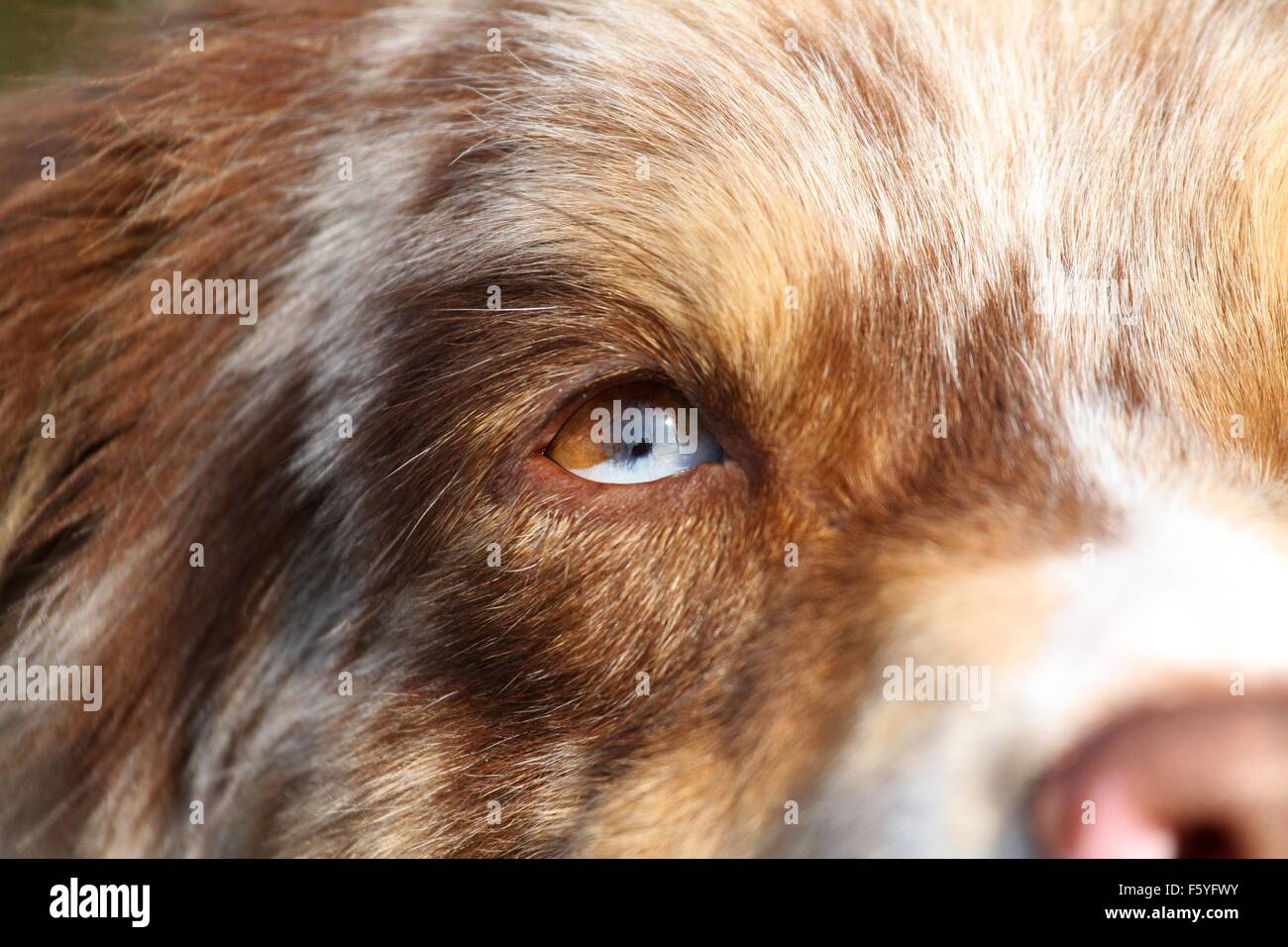 Australian Shepherd eye Stock Photo - Alamy