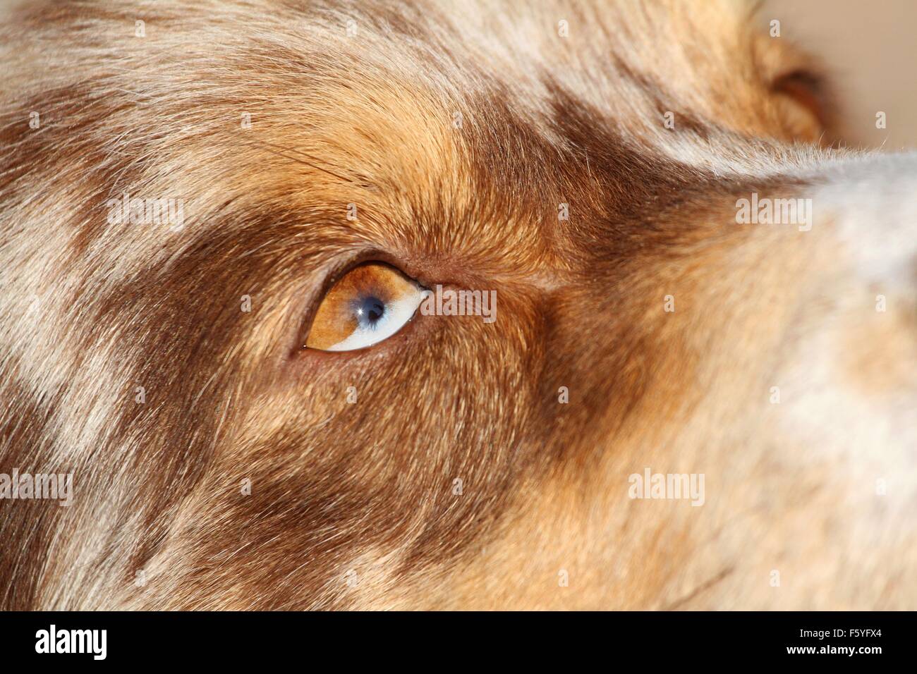 Australian Shepherd eye Stock Photo - Alamy