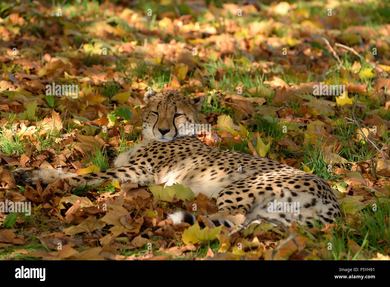 South african cheetah Stock Photo - Alamy