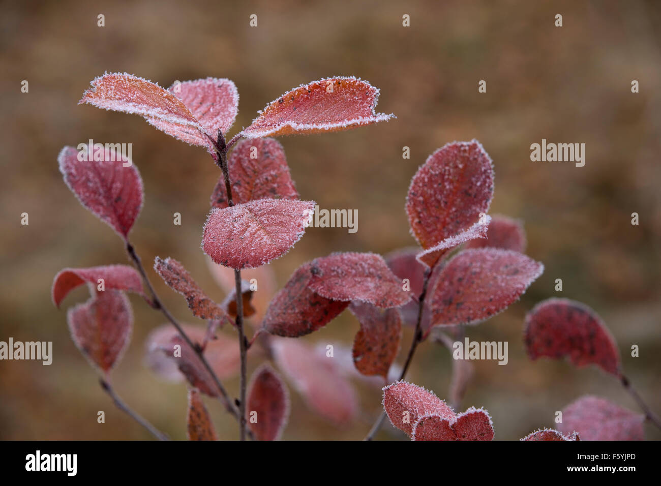 Plants swaying in wind hi-res stock photography and images - Alamy