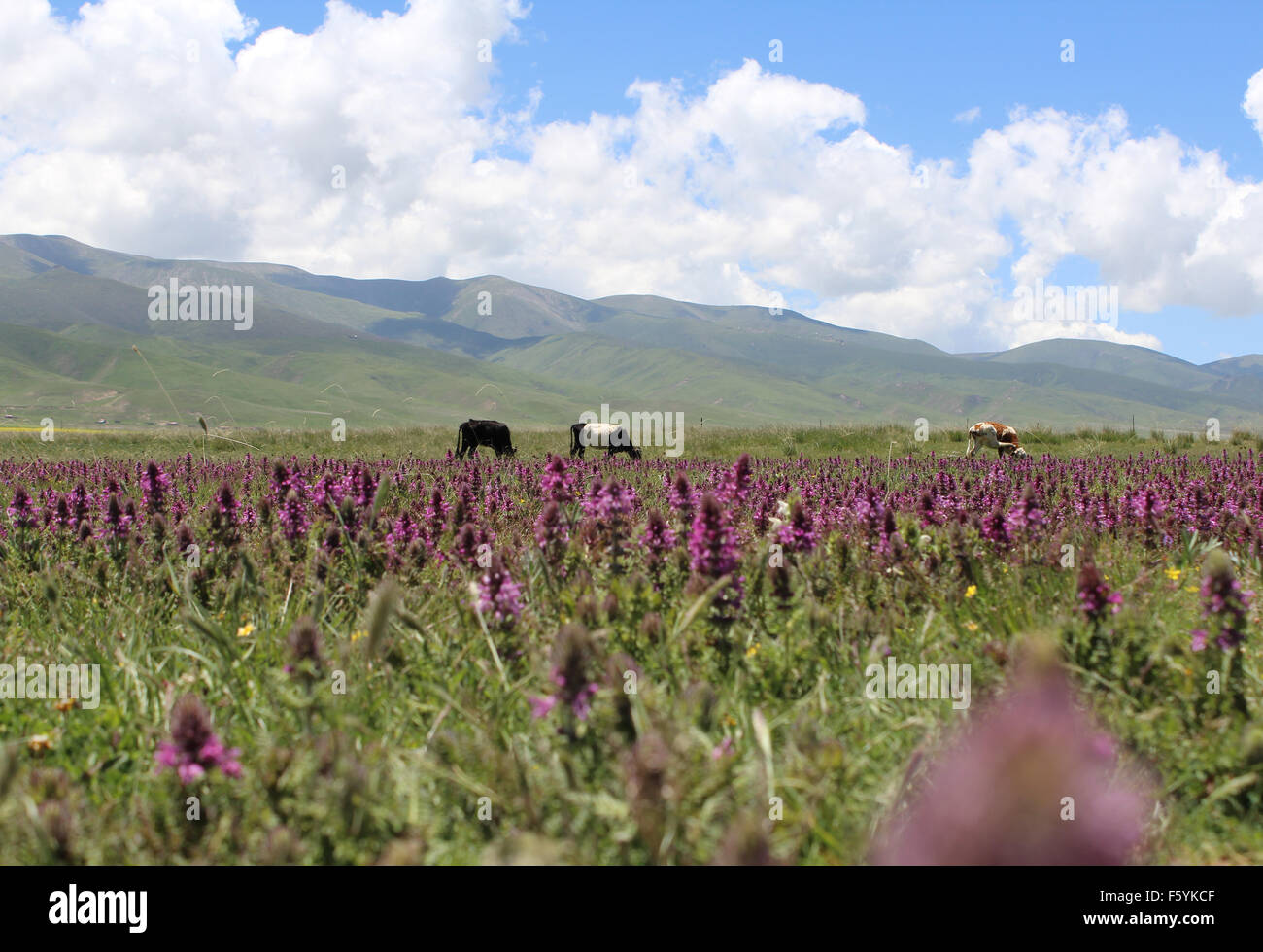Sunny grassland hi-res stock photography and images - Alamy