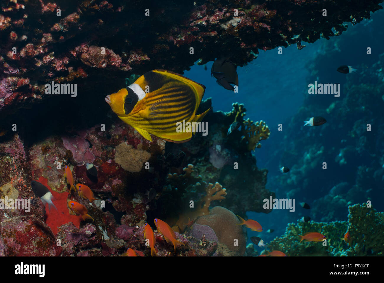 Striped butterflyfish chaetodon fasciatus hi-res stock photography and ...