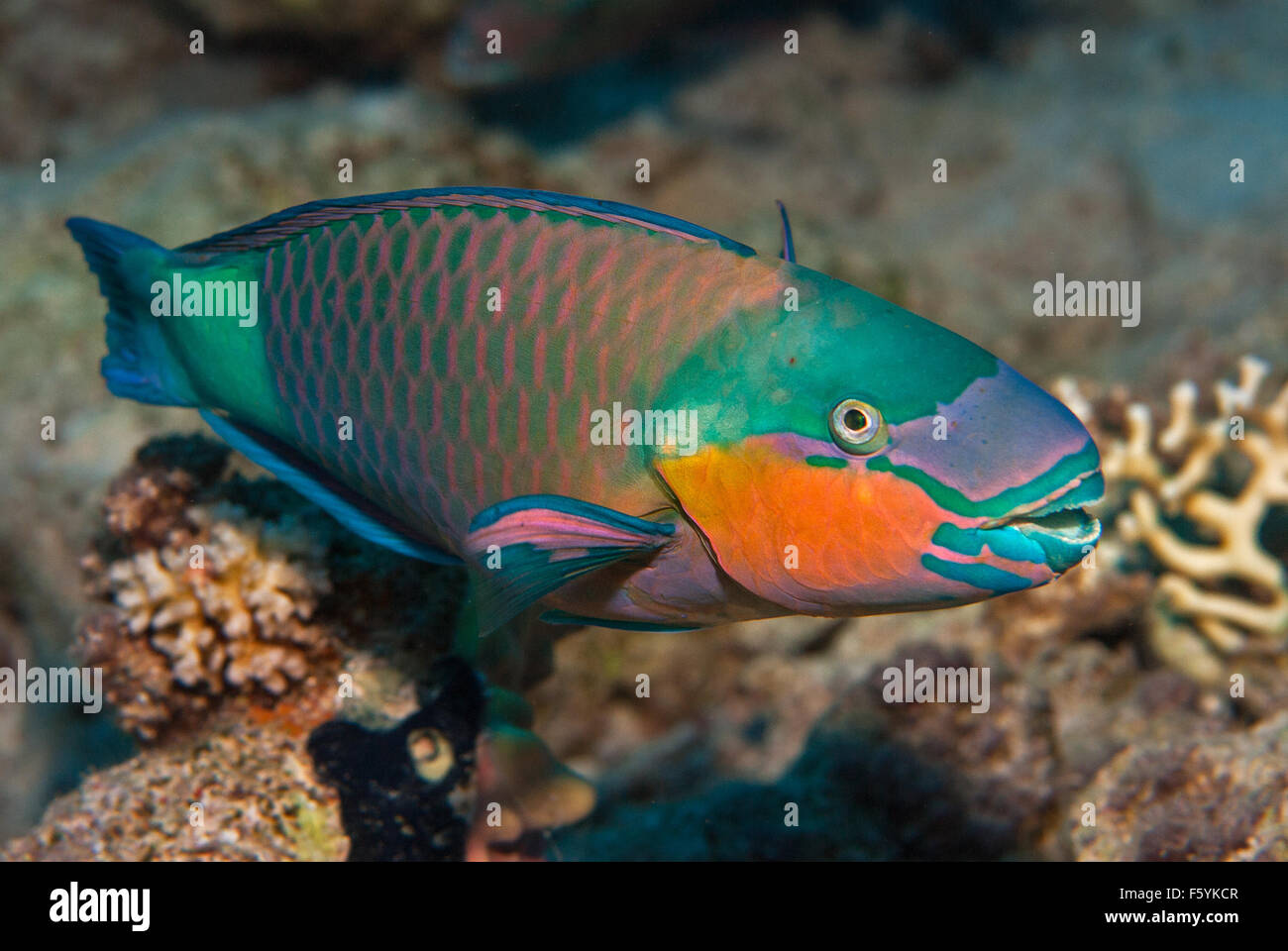 Parrotfish hi-res stock photography and images - Alamy