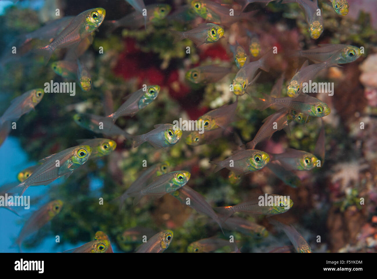 Dwarf sweepers hi-res stock photography and images - Alamy