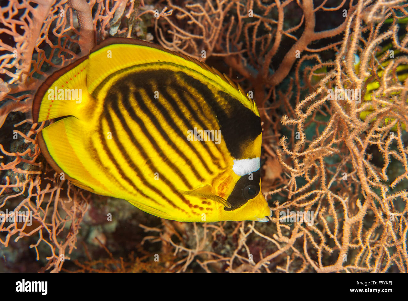 Red sea butterflyfish hi-res stock photography and images - Alamy