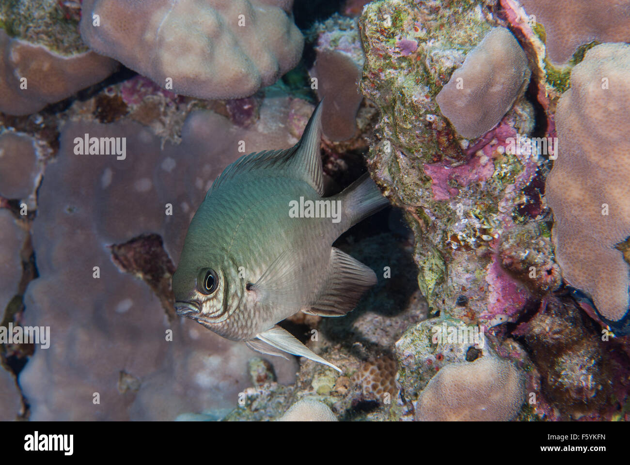Amblyglyphidodon indicus hi-res stock photography and images - Alamy