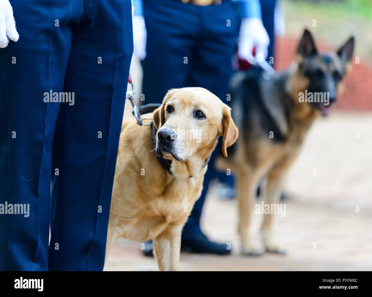 Labrador police dog hi-res stock photography and images - Alamy