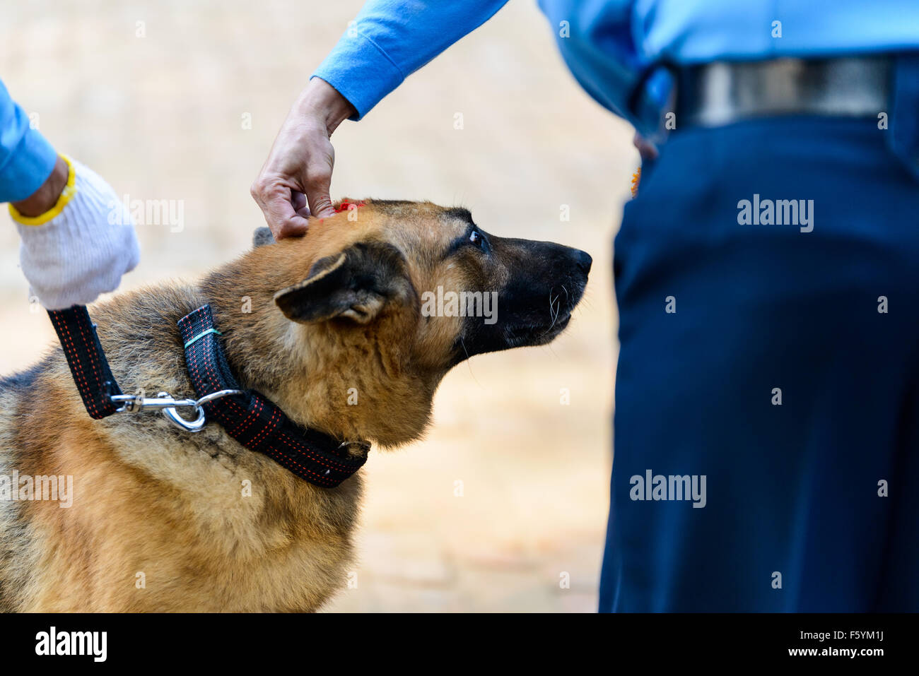 How Do Police Dog Training Leads Work