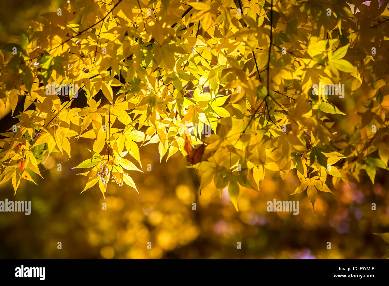 Neon Glow Maple at Korankei - Asuke, Japan Stock Photo - Alamy