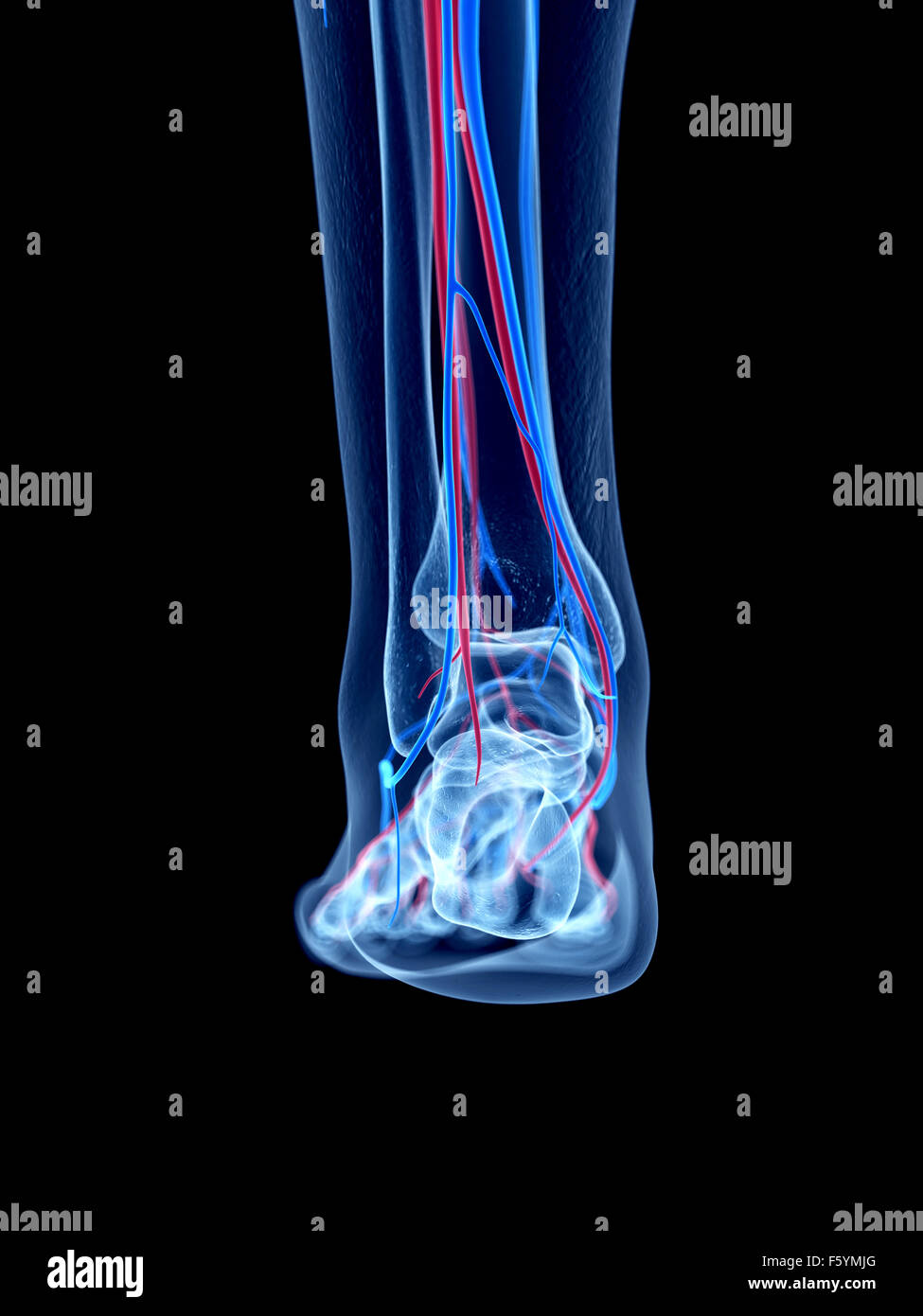 the human vascular system - the foot Stock Photo - Alamy