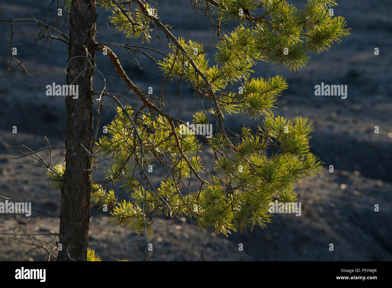 Swaying tree branch hi-res stock photography and images - Alamy