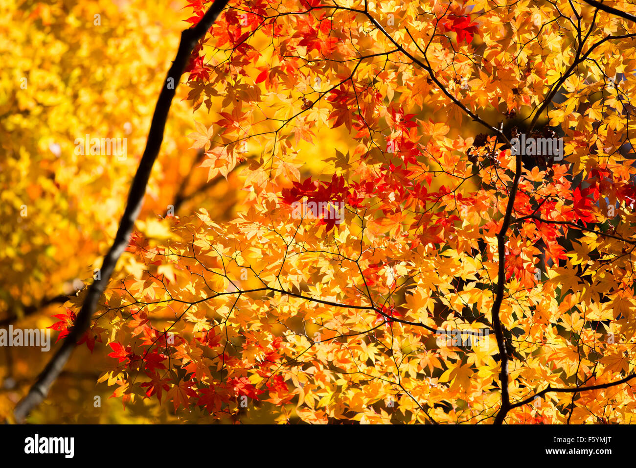 Neon Glow Maple at Korankei - Asuke, Japan Stock Photo - Alamy