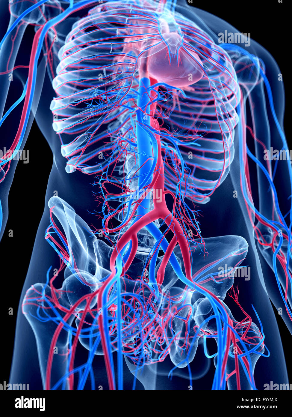 Vascular Anatomy Abdomen