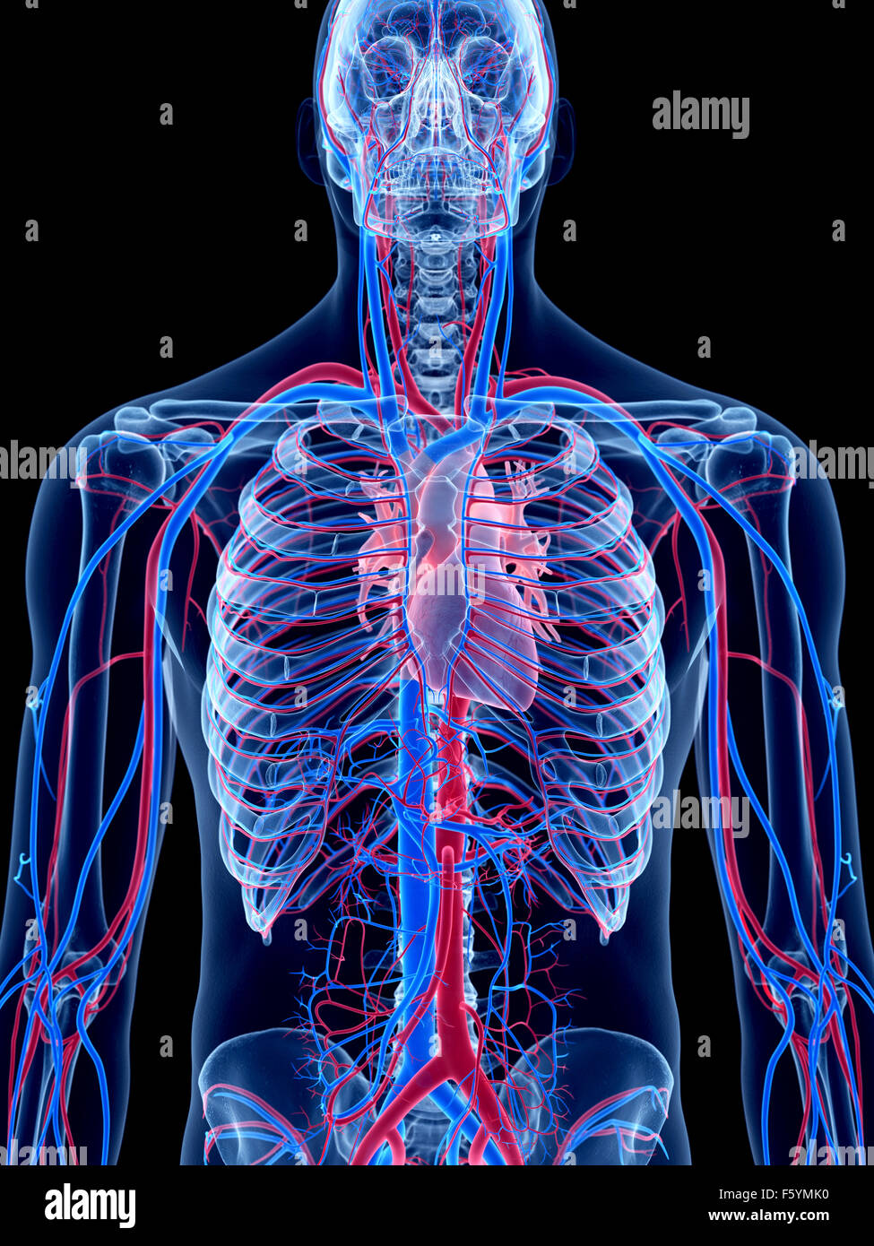 the human vascular system - the heart Stock Photo - Alamy