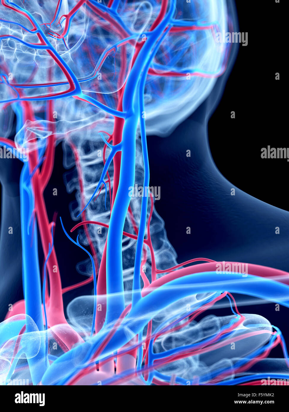 the human vascular system - the neck Stock Photo - Alamy