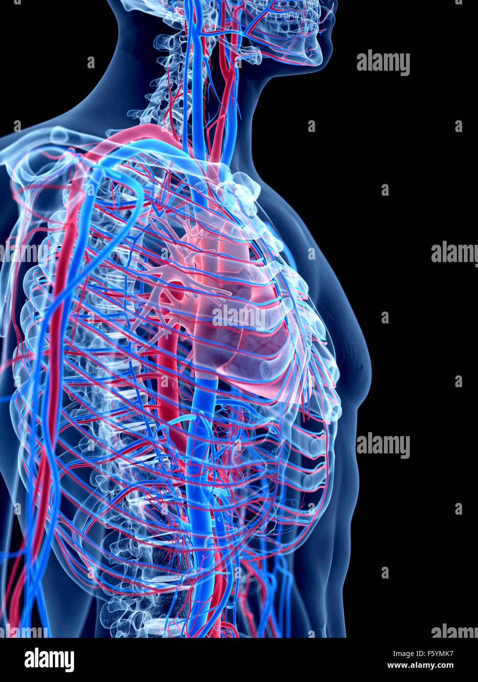 Vascular System Of Thorax Photograph By Sebastian Kaulitzkiscience 3d