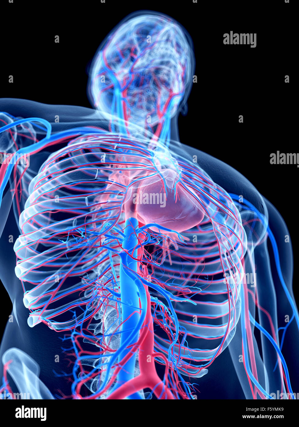 the human vascular system - the thorax Stock Photo - Alamy