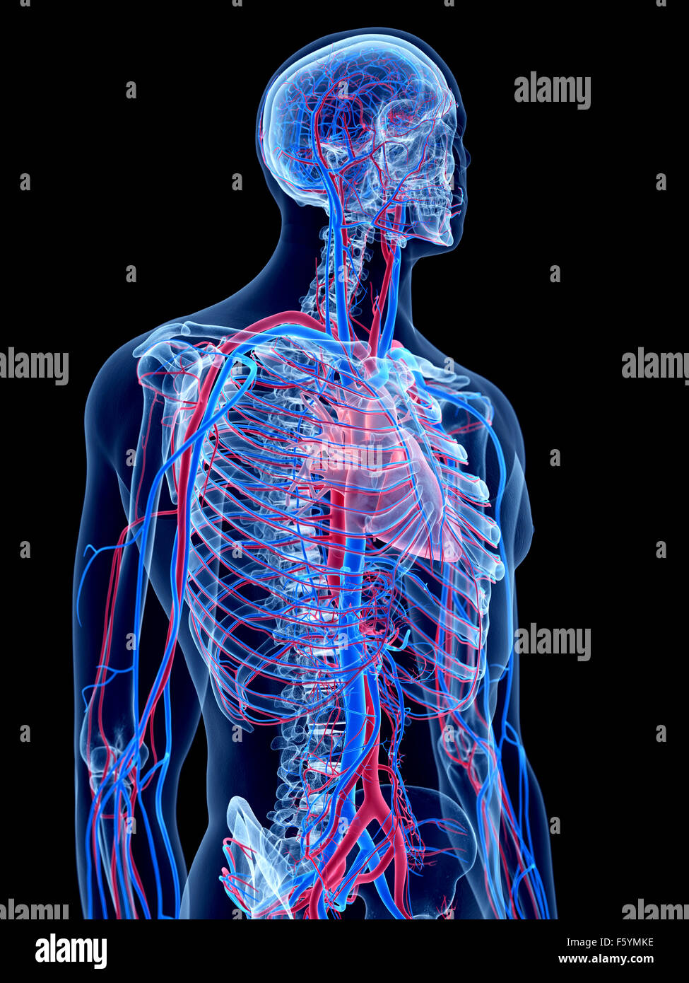 the human vascular system - the thorax Stock Photo - Alamy