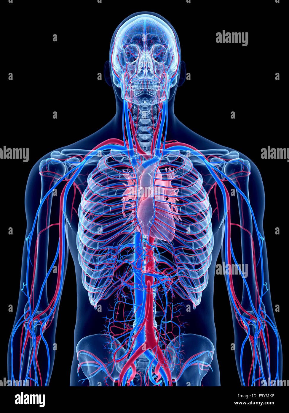 the human vascular system - the thorax Stock Photo - Alamy