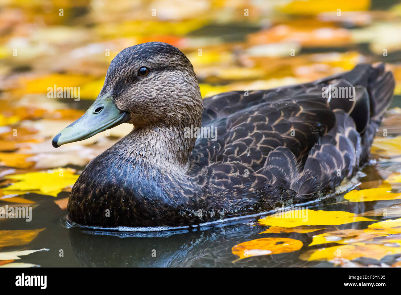 American black duck hi-res stock photography and images - Alamy