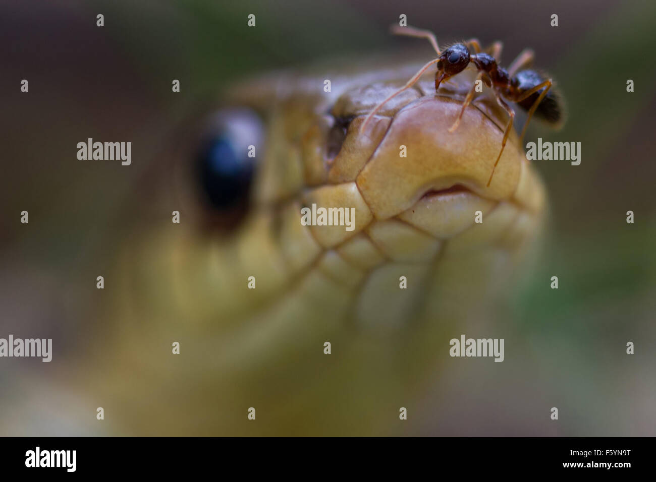 ant on snake Stock Photo - Alamy