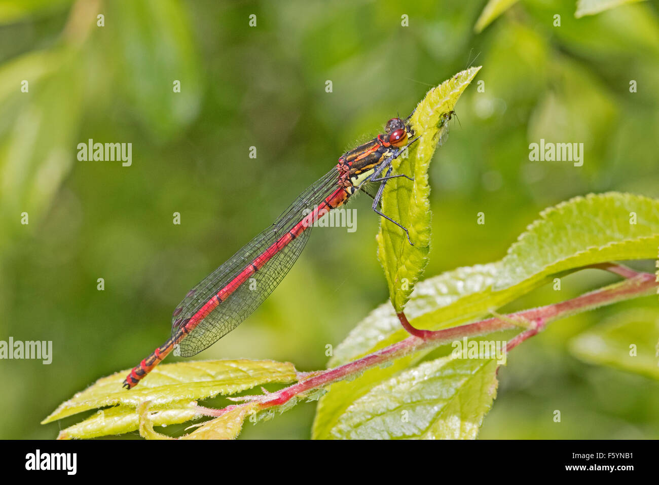 Male Large Red Damselfly Stock Photo - Alamy