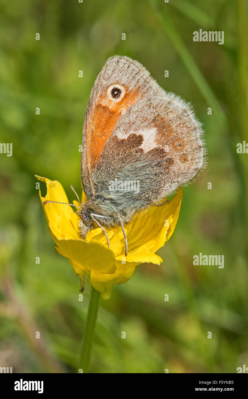 Small Heath Butterfly Stock Photo - Alamy