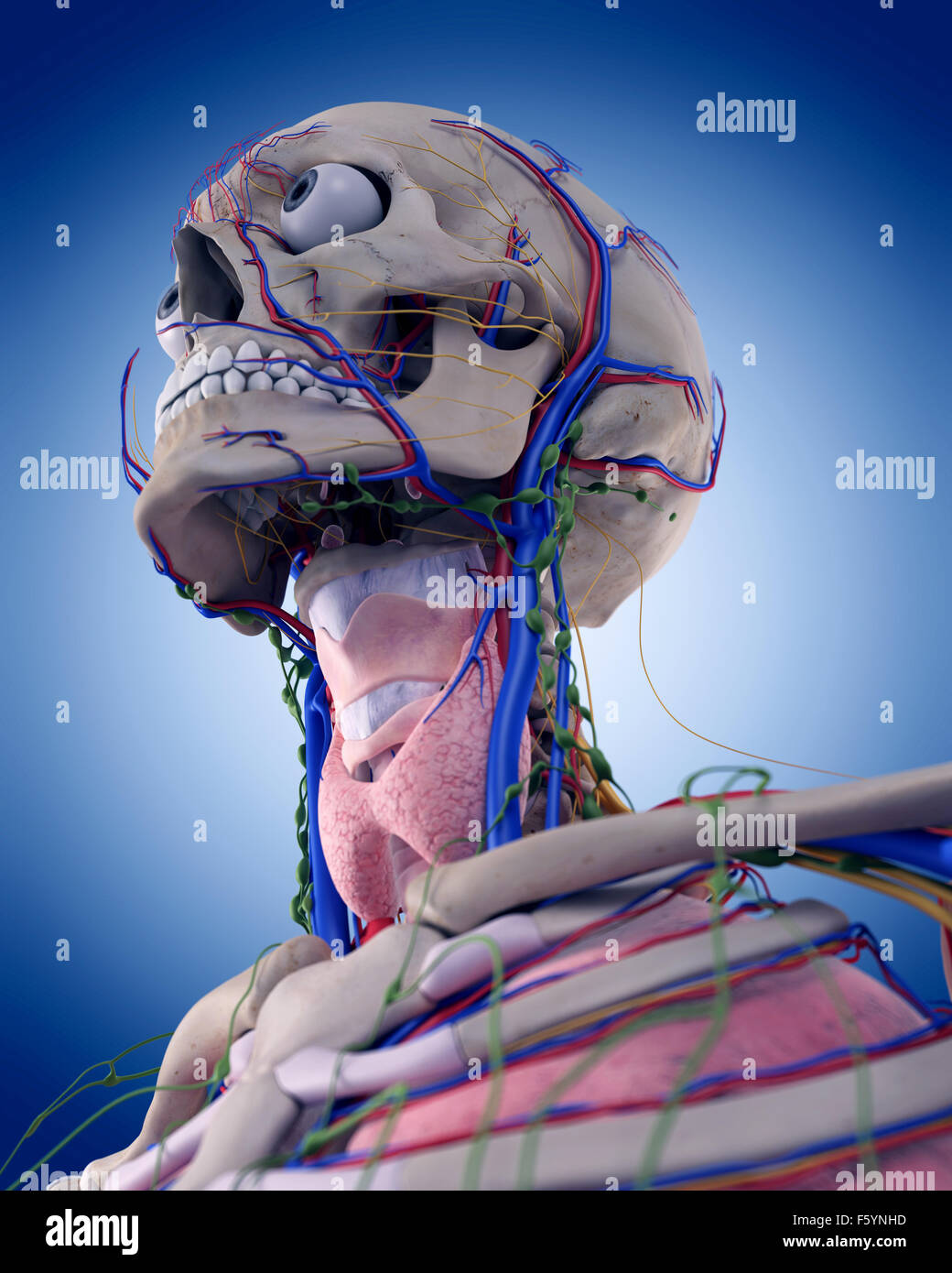 medically accurate illustration of the throat anatomy Stock Photo - Alamy