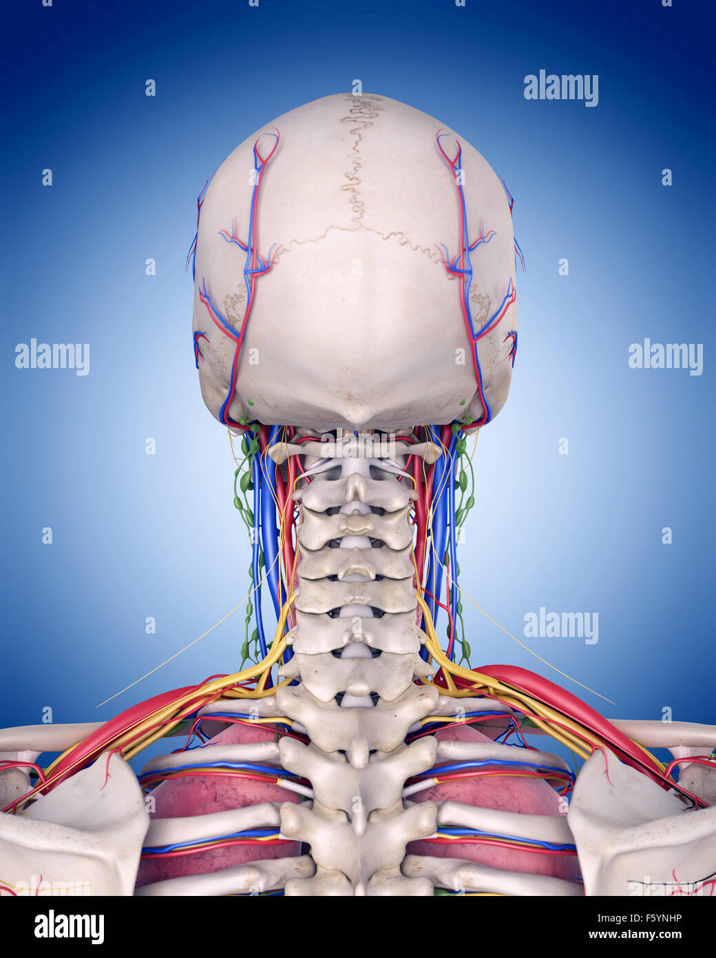 medically accurate illustration of the neck anatomy Stock Photo - Alamy