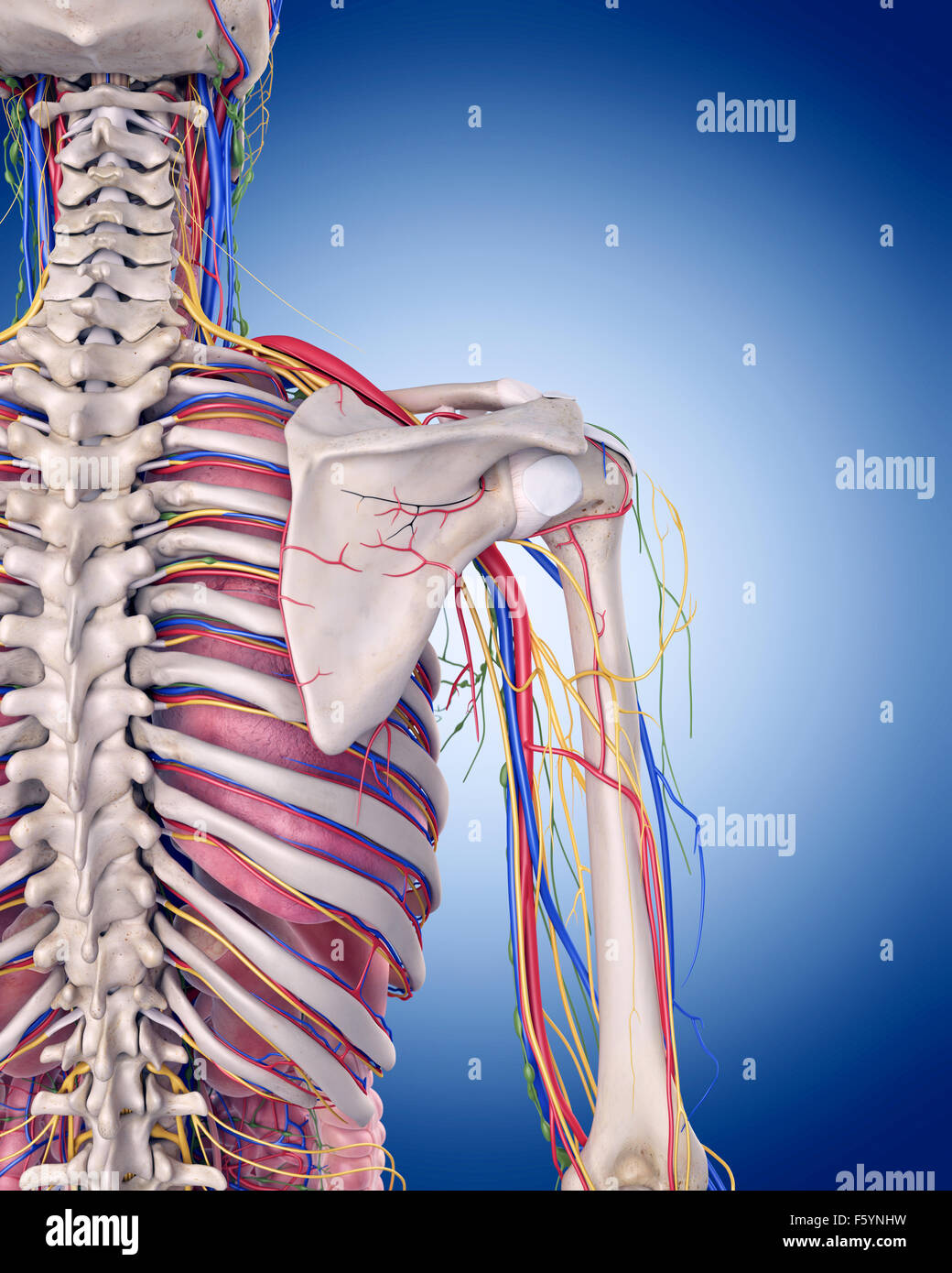 medically accurate illustration of the shoulder anatomy Stock Photo - Alamy