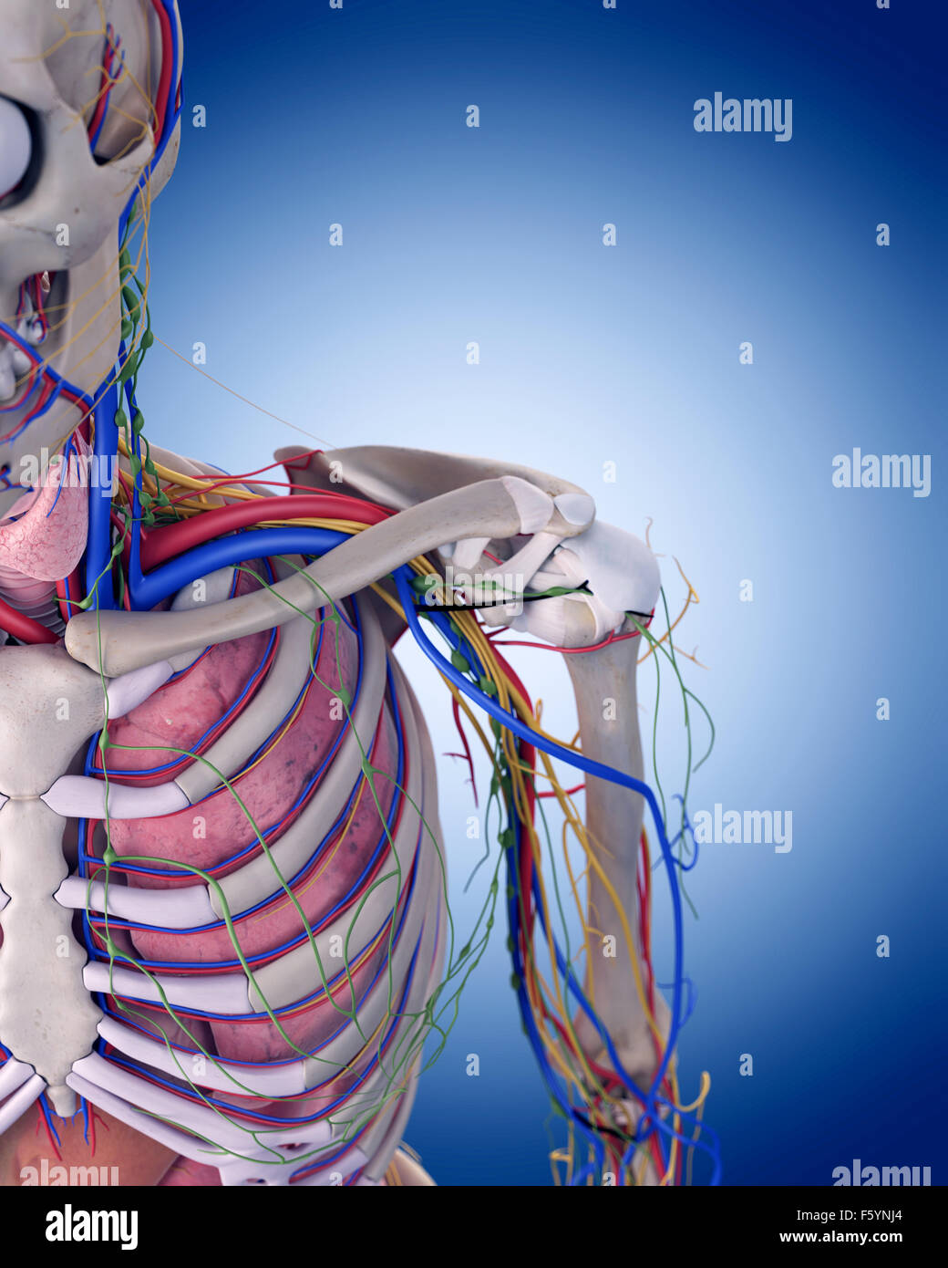 Central axillary lymph node hi-res stock photography and images - Alamy