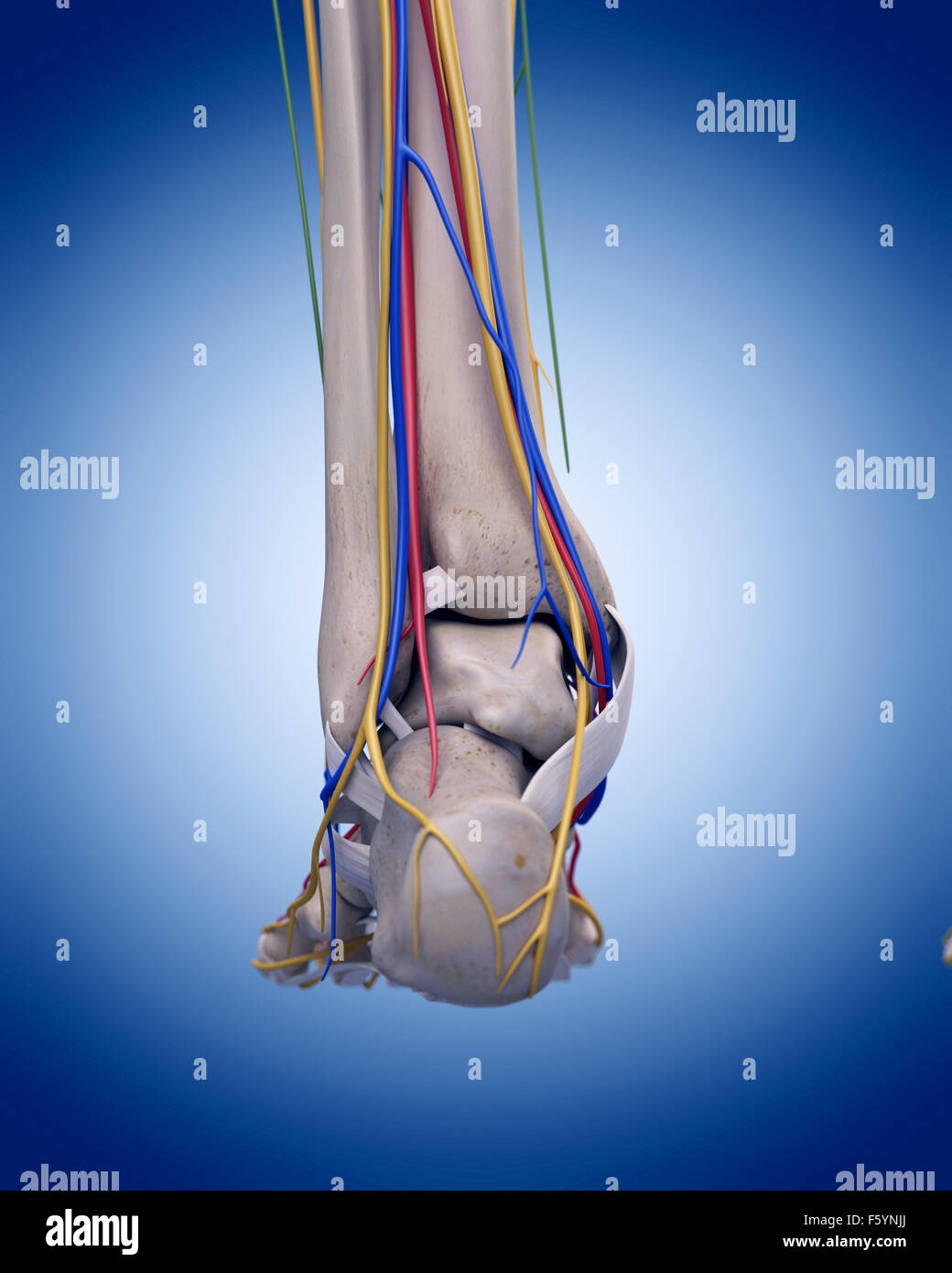 medically accurate illustration of the foot anatomy Stock Photo - Alamy