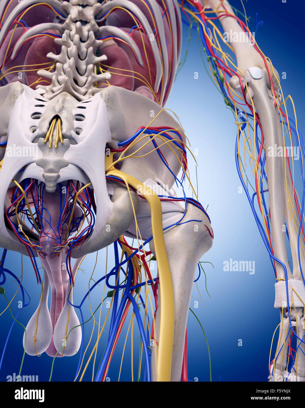 Sacral vein hi-res stock photography and images - Alamy
