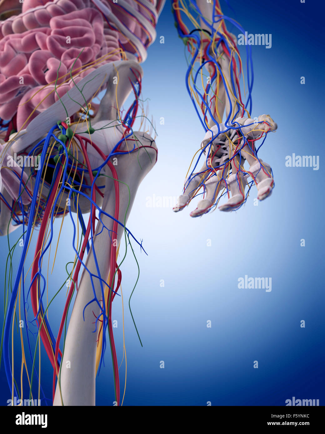 Human arm anatomy hi-res stock photography and images - Alamy