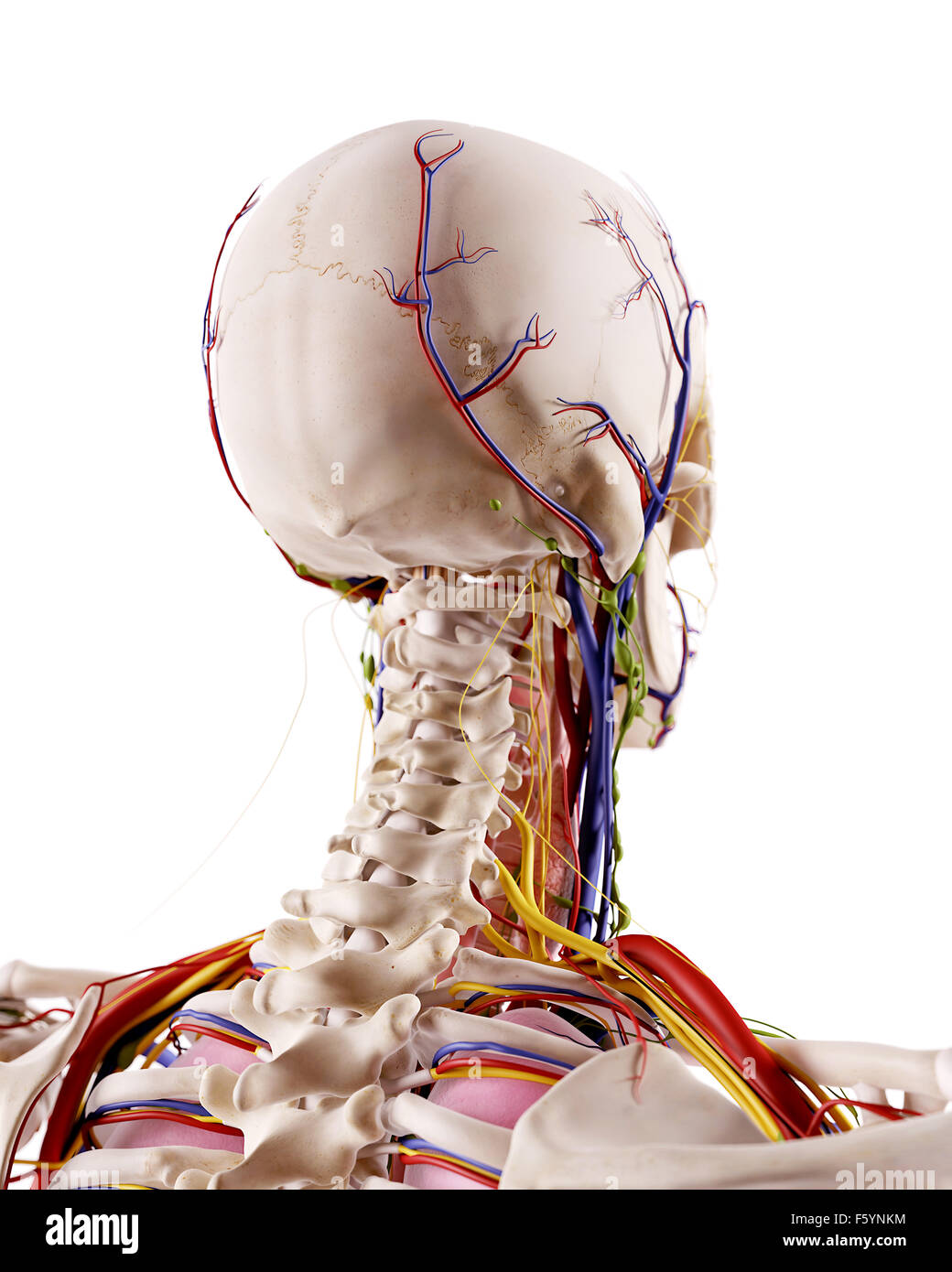 medical accurate illustration of the head anatomy Stock Photo - Alamy