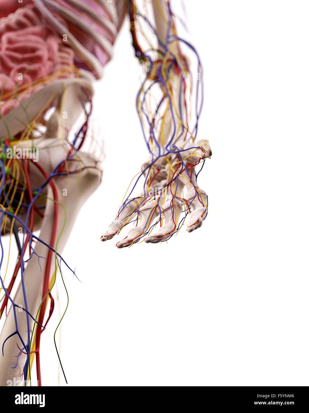 Hand anatomy hi-res stock photography and images - Alamy