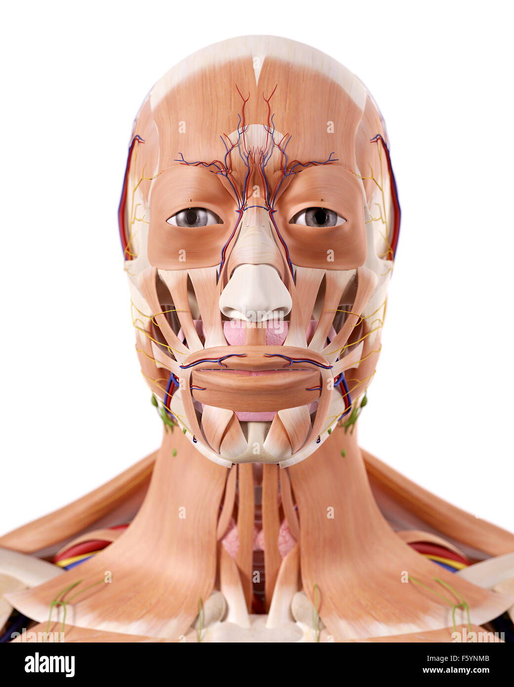 medically accurate illustration of the head anatomy Stock Photo - Alamy