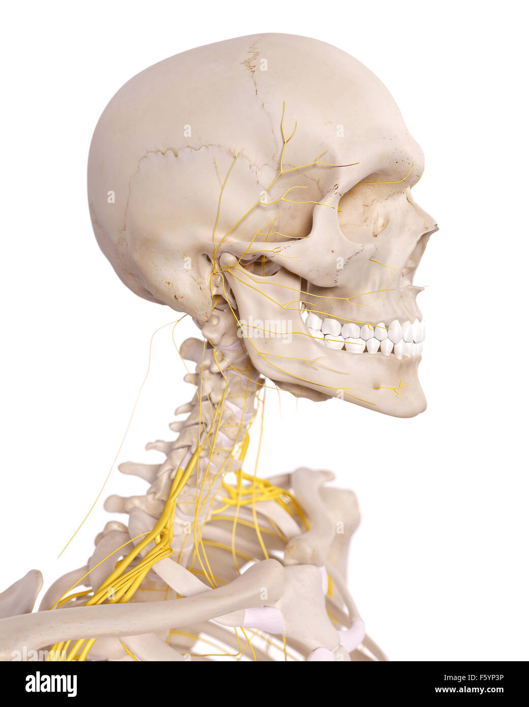 Cervical spinal nerves hi-res stock photography and images - Alamy