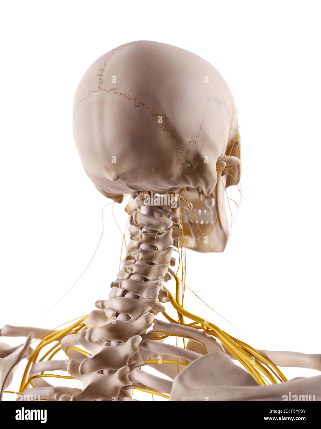 Cervical spinal nerves hi-res stock photography and images - Alamy