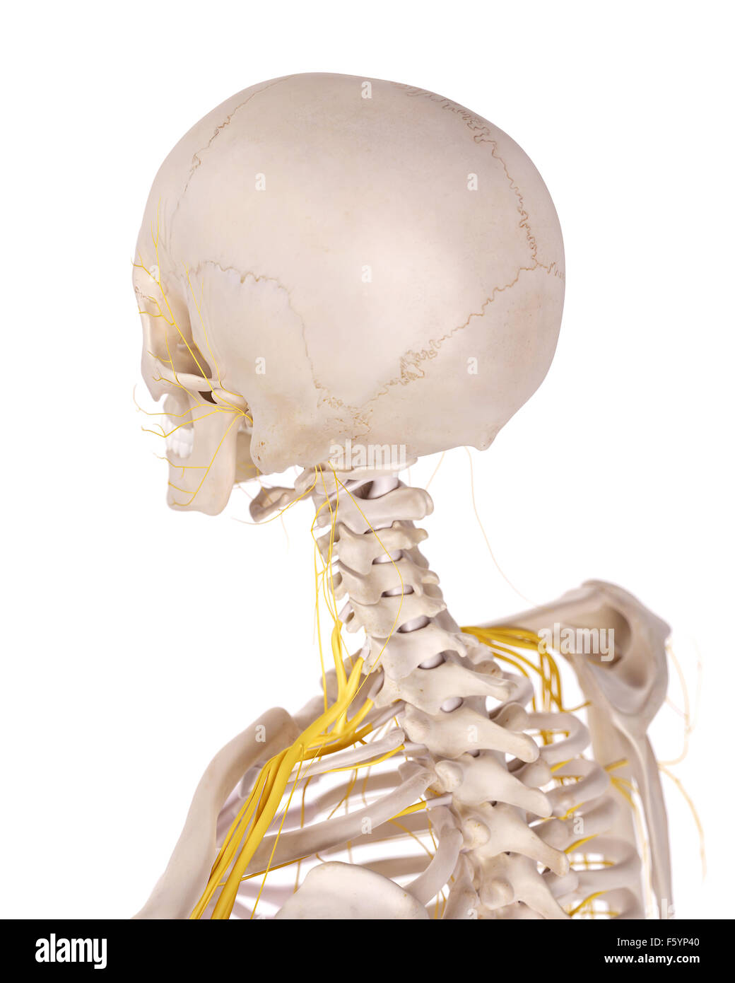 Cervical spinal nerves hi-res stock photography and images - Alamy