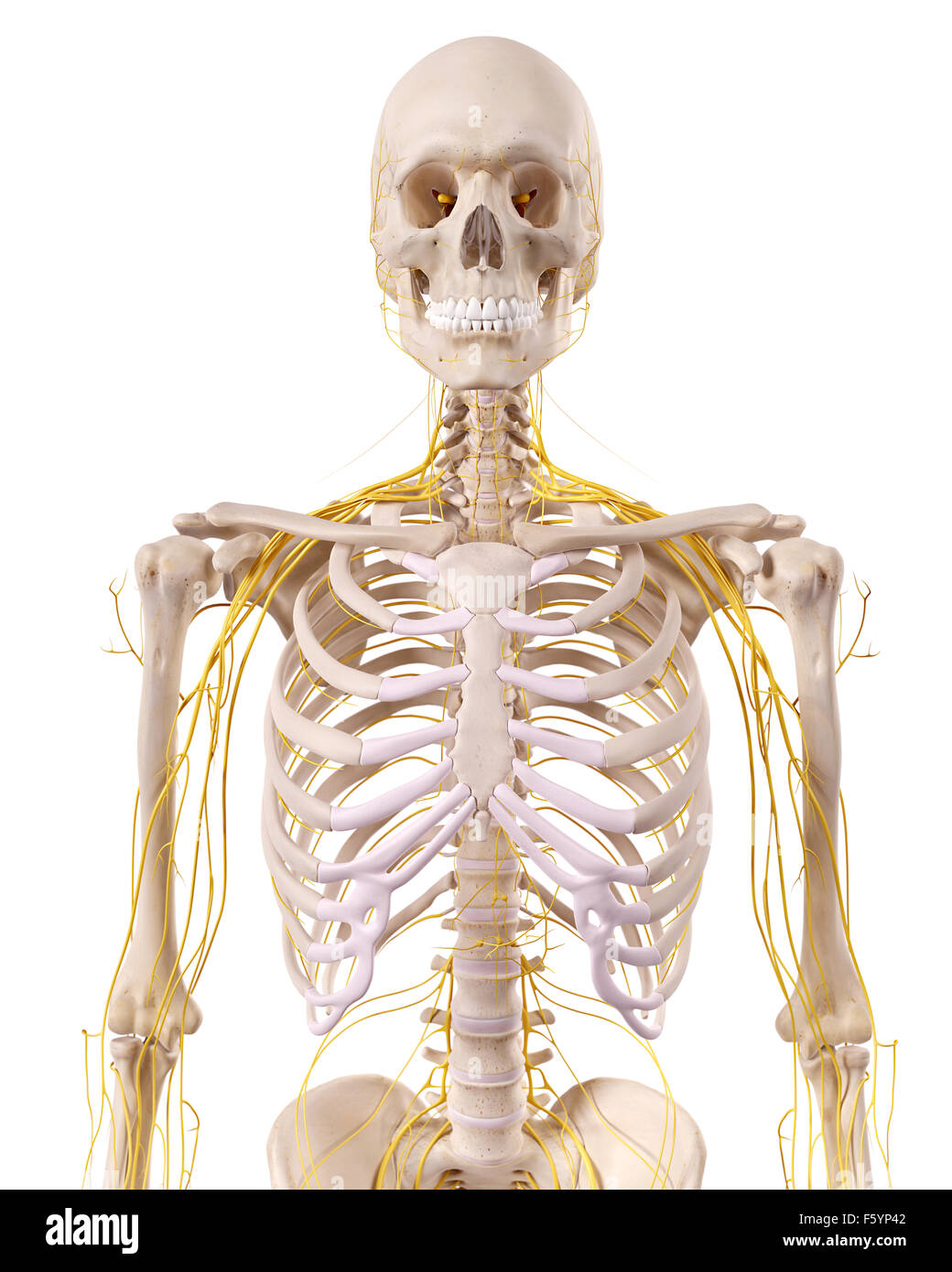 medically accurate illustration of the thorax nerves Stock Photo - Alamy