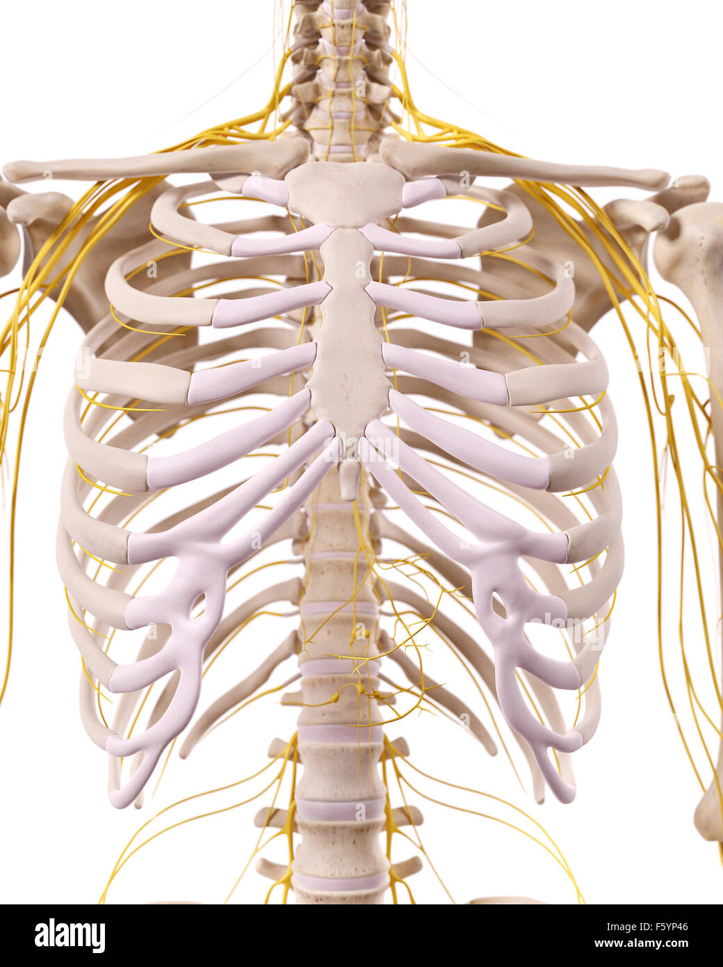 medically accurate illustration of the thorax nerves Stock Photo - Alamy