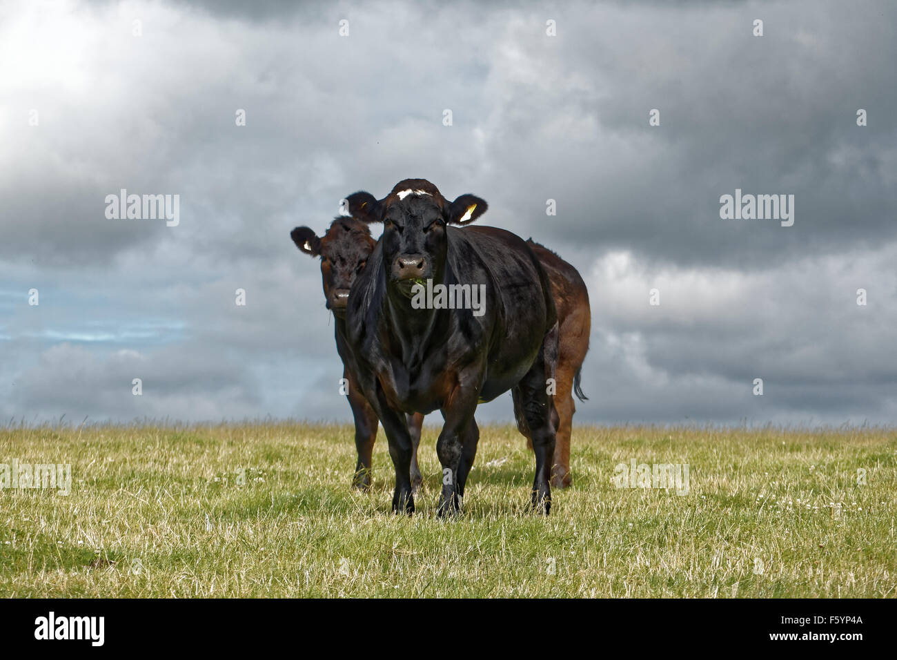 two black cows Stock Photo - Alamy