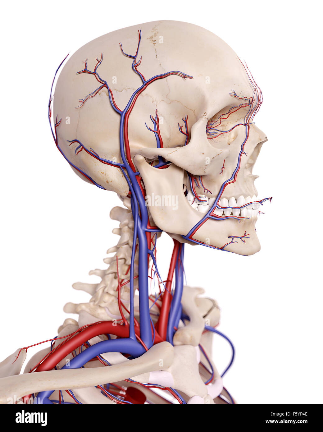 medical accurate illustration of the blood vessels of the head Stock ...