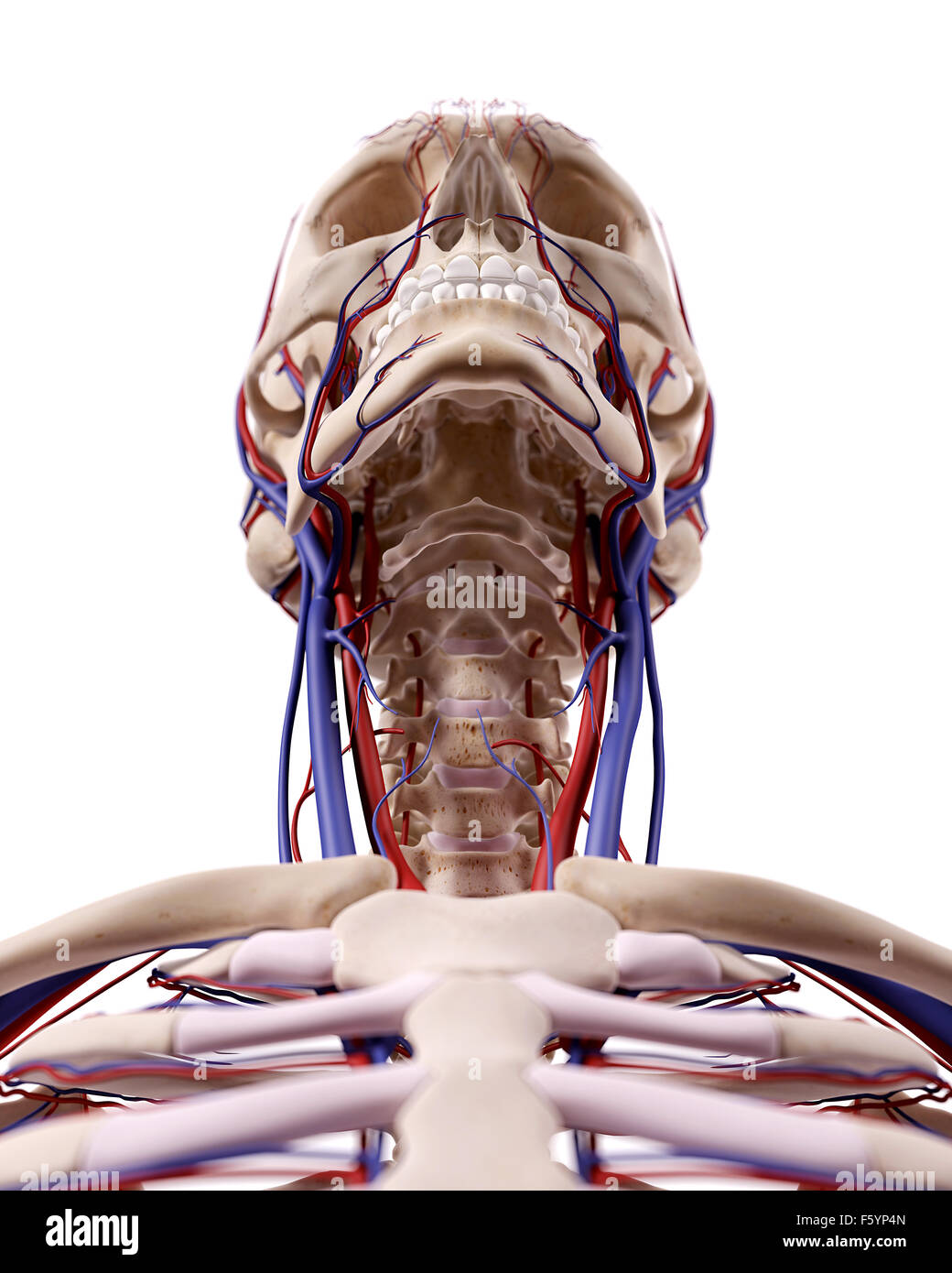 Blood vessels of the neck hi-res stock photography and images - Alamy