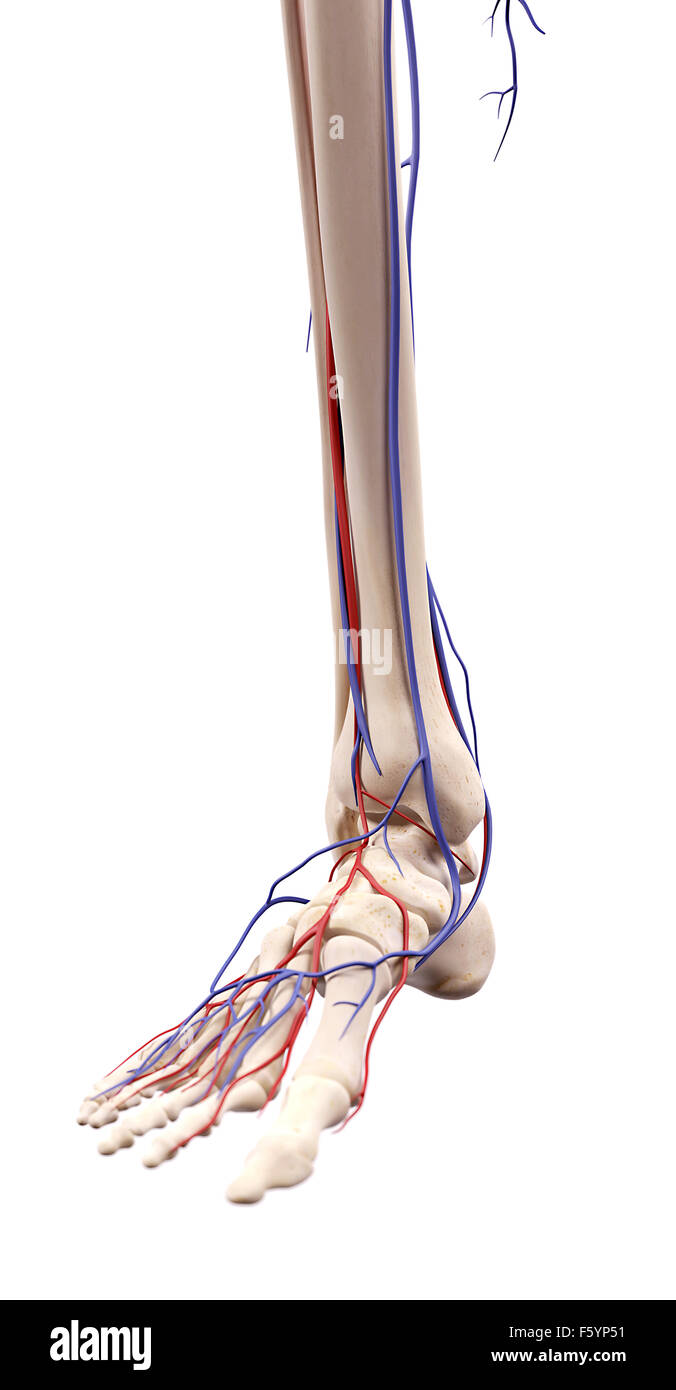 medical accurate illustration of the foot blood vessels Stock Photo - Alamy