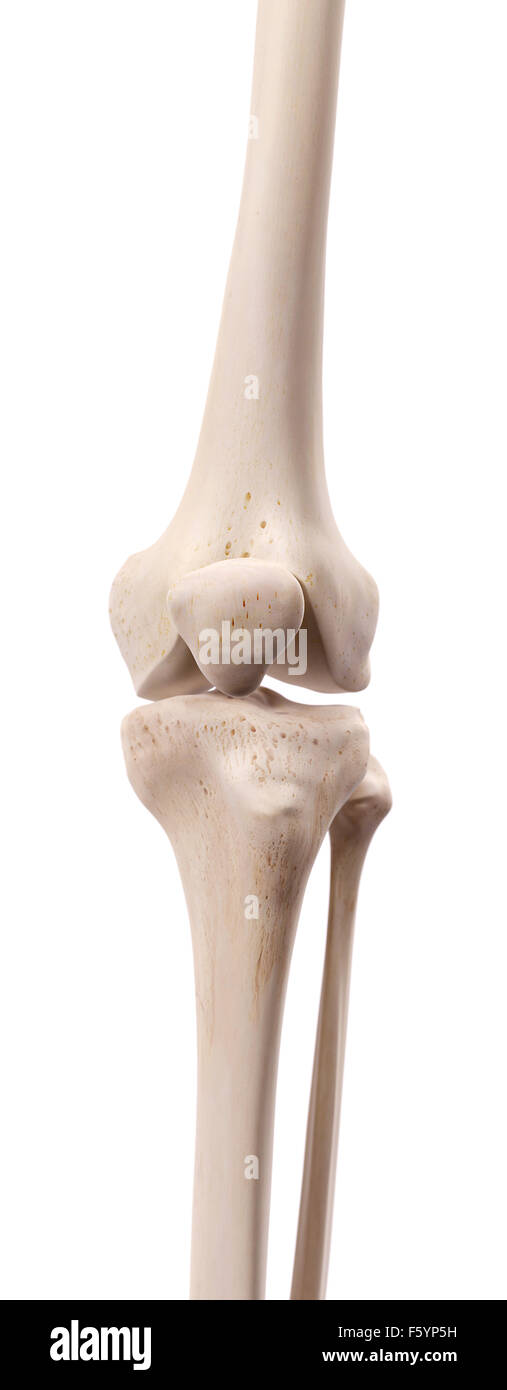 Knee bones hi-res stock photography and images - Alamy