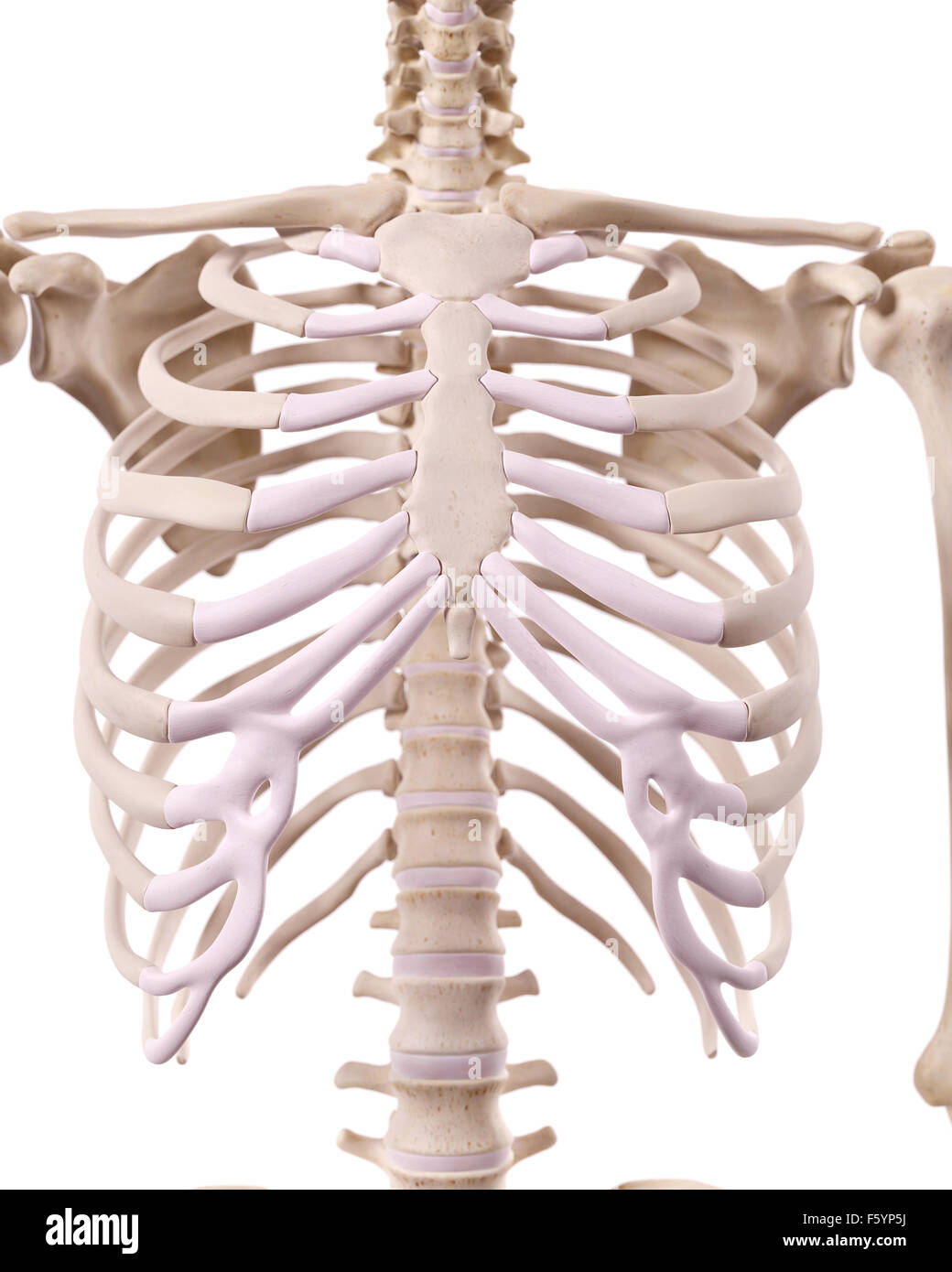 medically accurate illustration of the skeletal thorax Stock Photo - Alamy