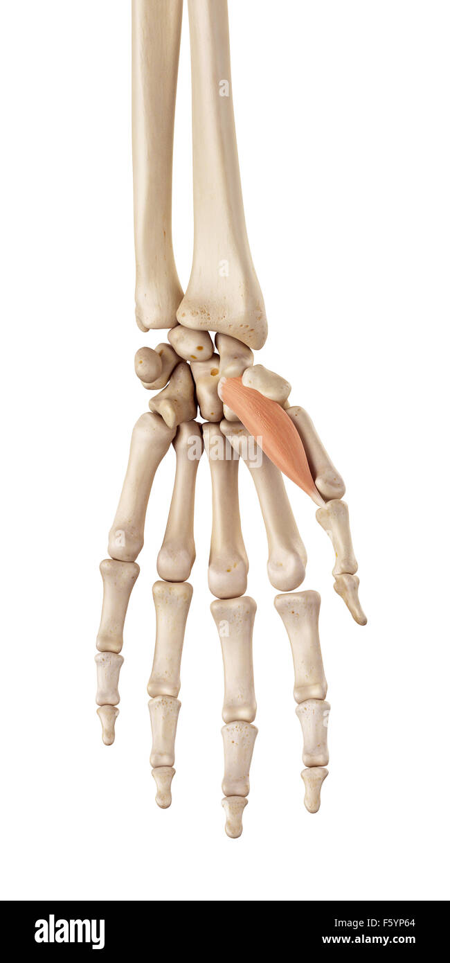 medical accurate illustration of the abductor pollicis brevis Stock ...
