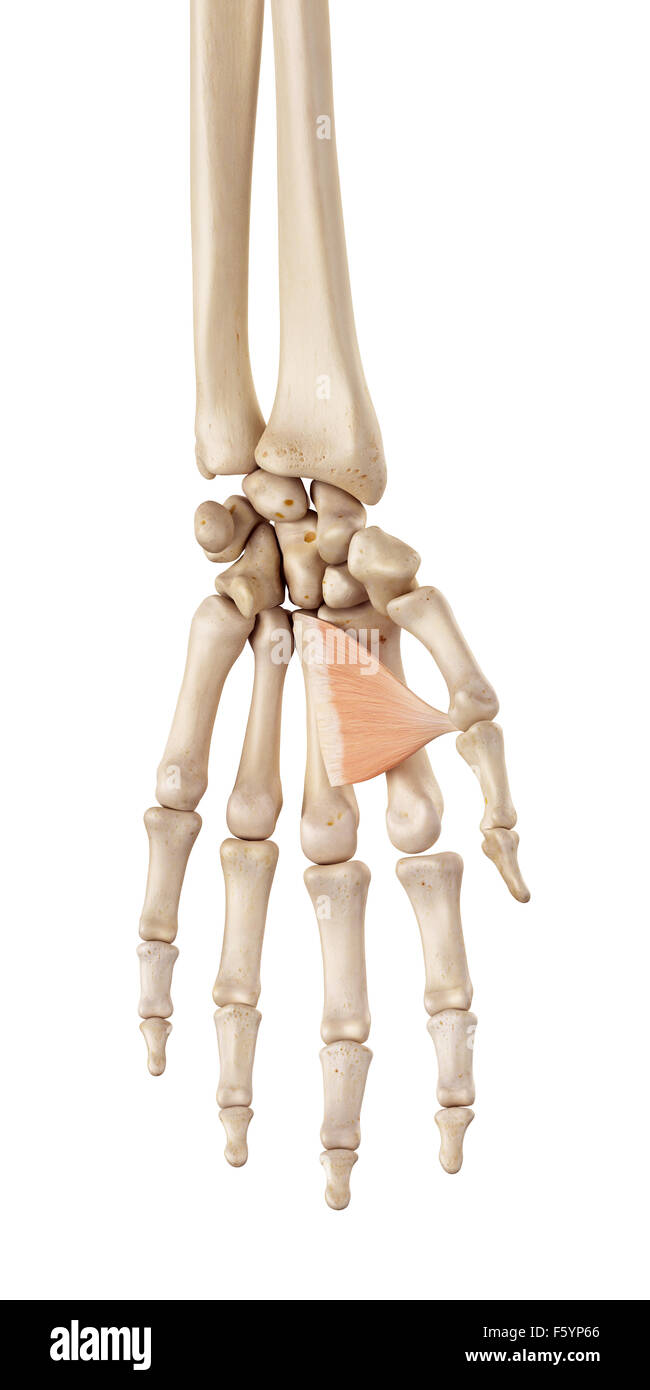 medical accurate illustration of the abductor pollicis Stock Photo - Alamy